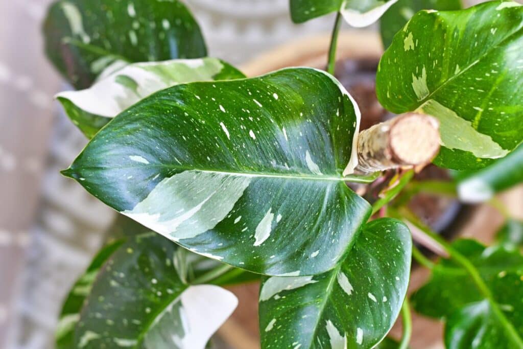 Peu de gens savent que cette plante facile à entretenir peut porter ...